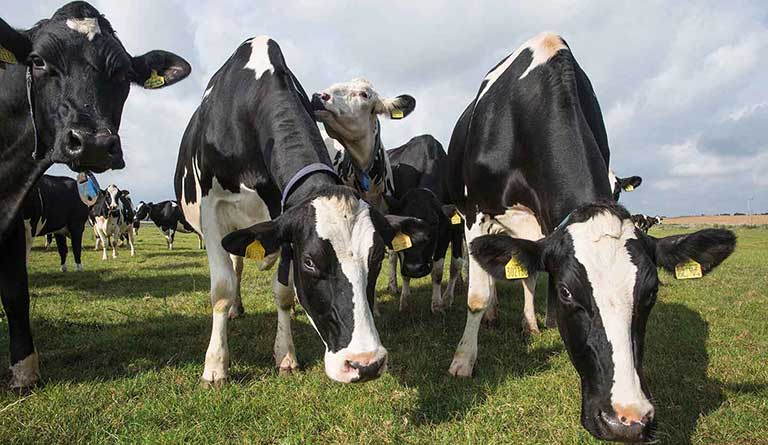 HSBC Sustainable Farming Pathway | HSBC UK